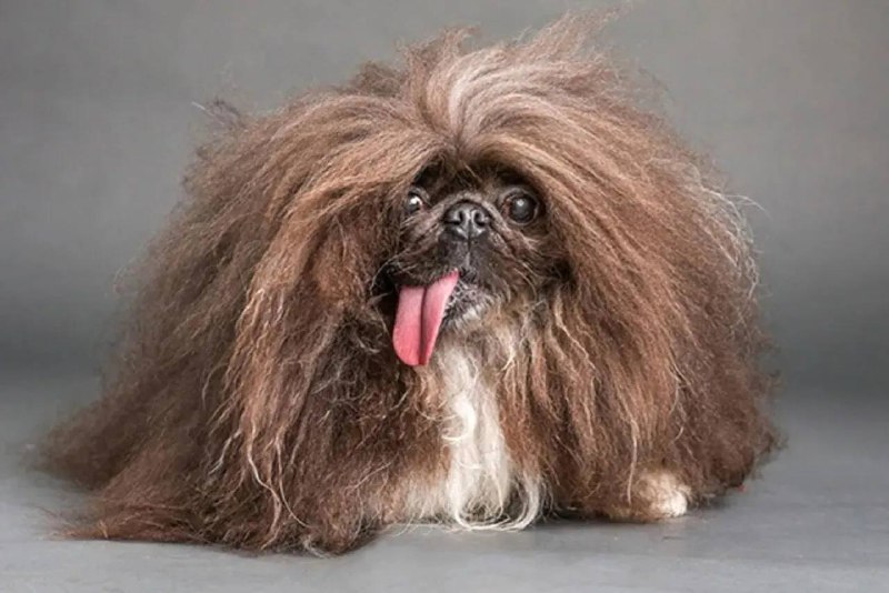 Пекинес с именем Дикая Штучка стал самой уродливой собакой в мире | Womfire